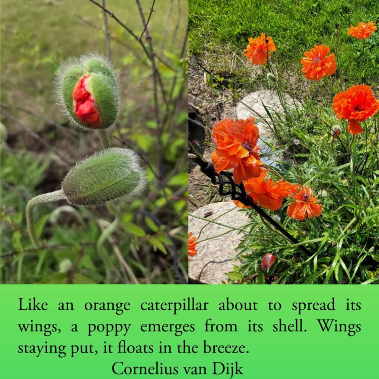 The Emerging Poppy – corneliusvandijks